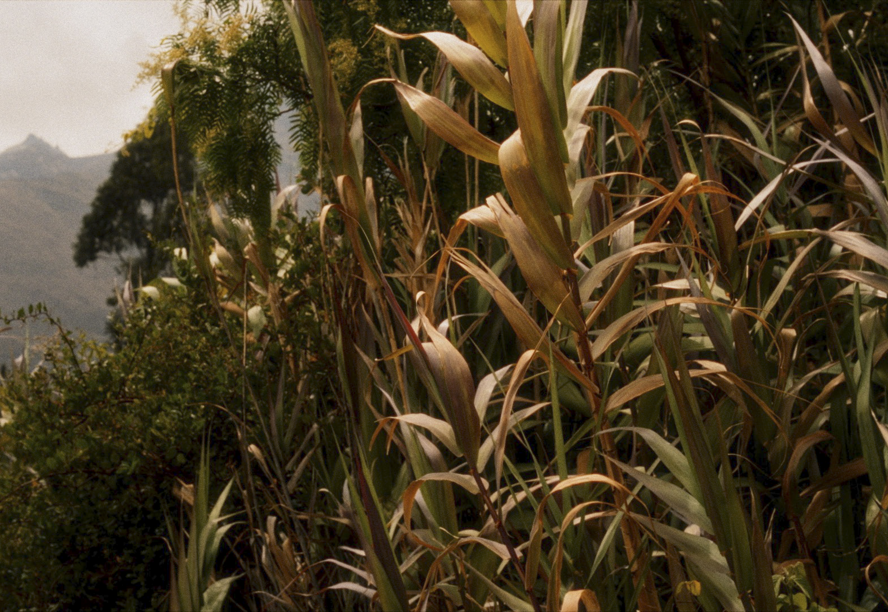 Screen grabs from the Pachamama documentary about food and culture of ...