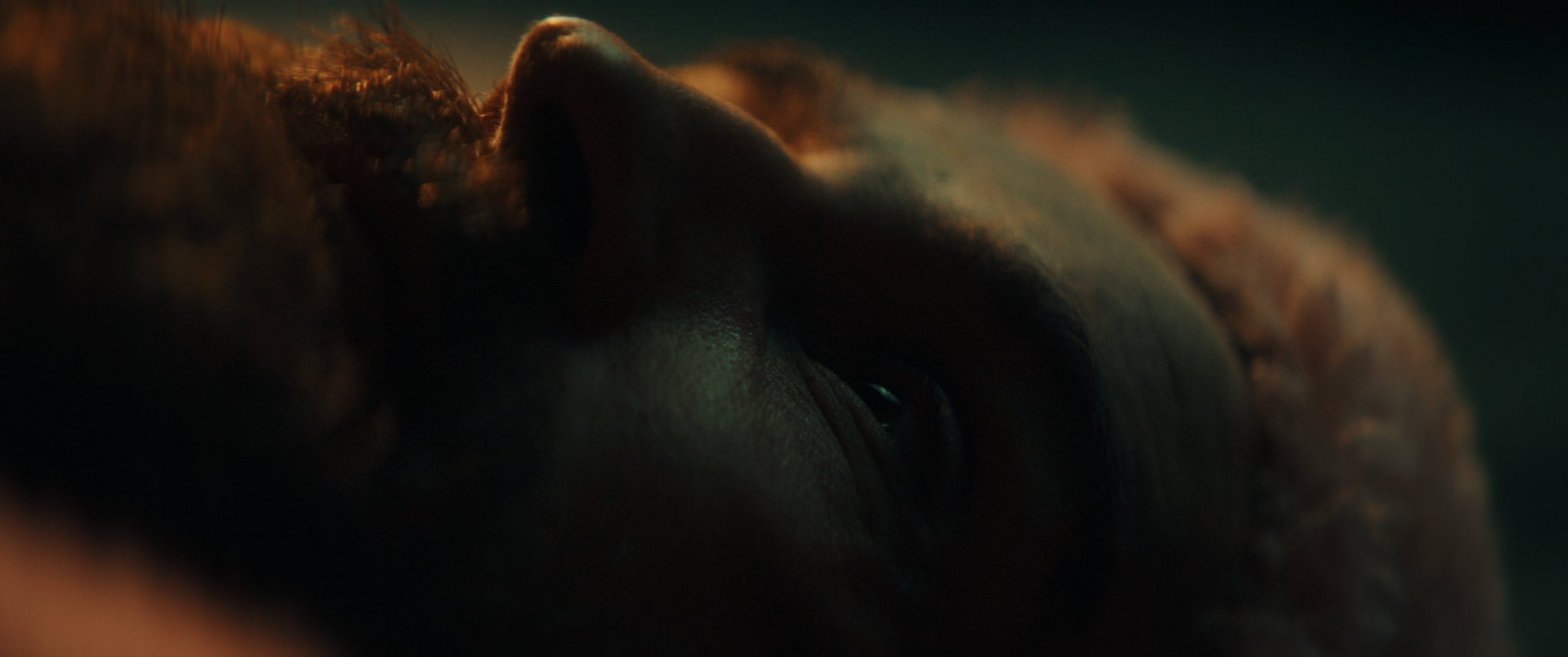 Screen grabs from the “HUSH RABBIT” short film. Color graded by ...