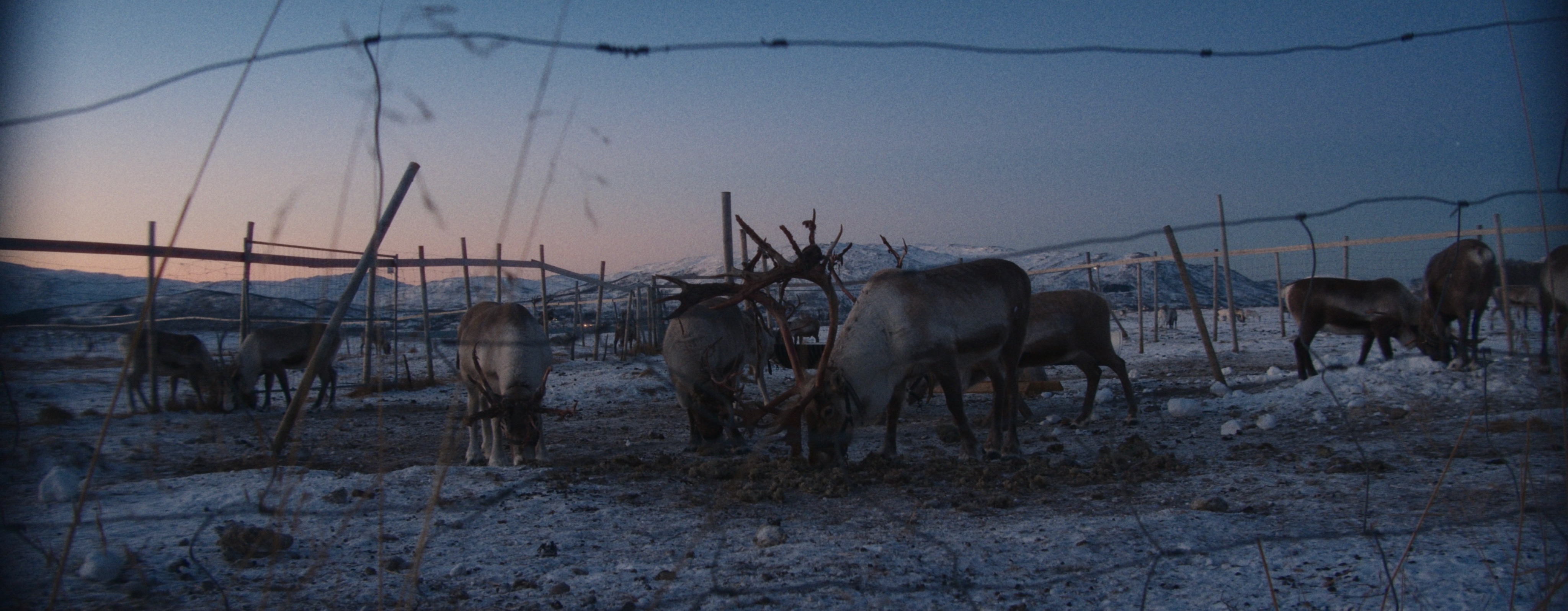 Screen grabs from the «ALFRED» documentary. Color graded by Maxime ...